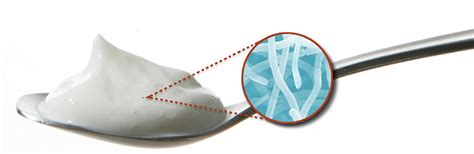 Microbiologia 2015 2016 Las Bacterias Del Yogur