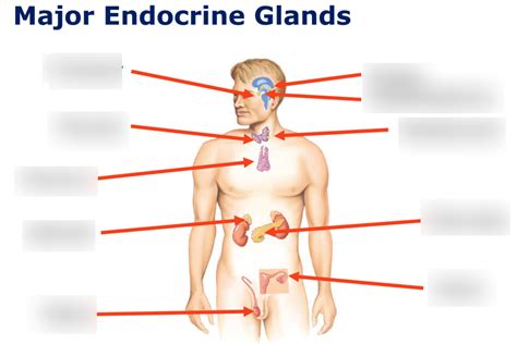 Major Endocrine Glands Diagram Quizlet