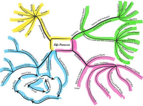 Cbse Class Chapter Science Mind Map Life Processes Mind Map