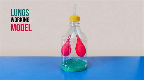 Lungs Working Model How To Make A Model Of Respiratory System