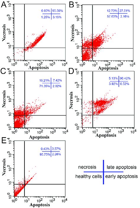 FITC Labeled Annexin V Flow Cytometric Detection Of Apoptosis In CAOV 4