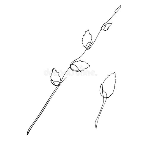 Pussy Willow Branch Silhouette Stock Illustrations 75 Pussy Willow Branch Silhouette Stock