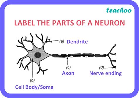 Control Coordination Label The Parts Of A Neuron In The Figure