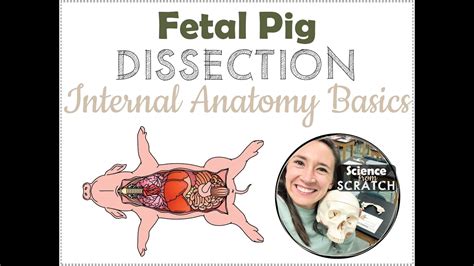 Fetal Pig Dissection Internal Basics Youtube