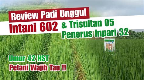 Review Padi Unggul Intani Trisultan Penerus Inpari Umur
