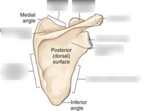 Scapula Posterior View Diagram Quizlet