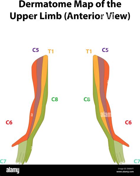 Dermatome Map Of The Upper Limb Stock Photo Alamy Dermatome Map