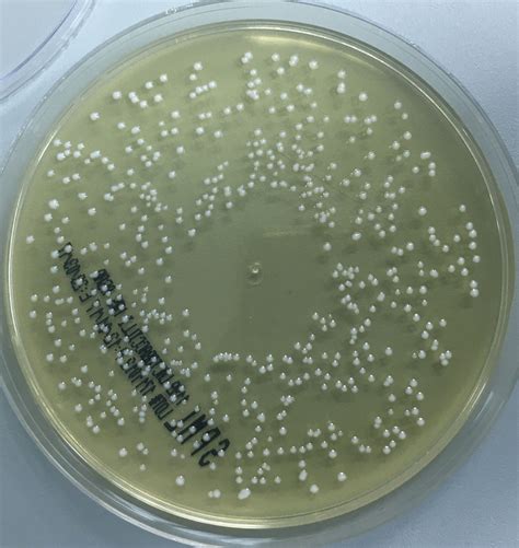 Lactobacillius Plantarum Growing On Lactobacillius MRS AGAR