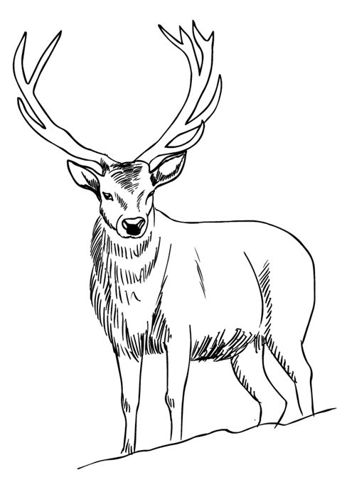 Ausmalbilder Tiere Hirsch Malvorlage Blog