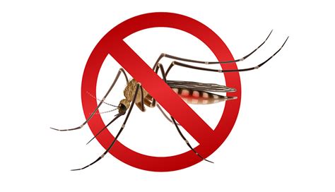 Aumentam os casos de chikungunya e dengue na Bahia ABM Sua saúde em