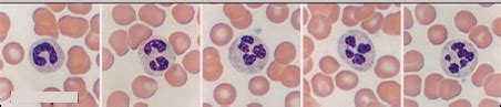 Blood Cell Identification Flashcards Quizlet