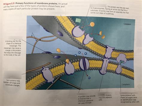 Accp Biology Chapter Five Figure Primary Functions Of