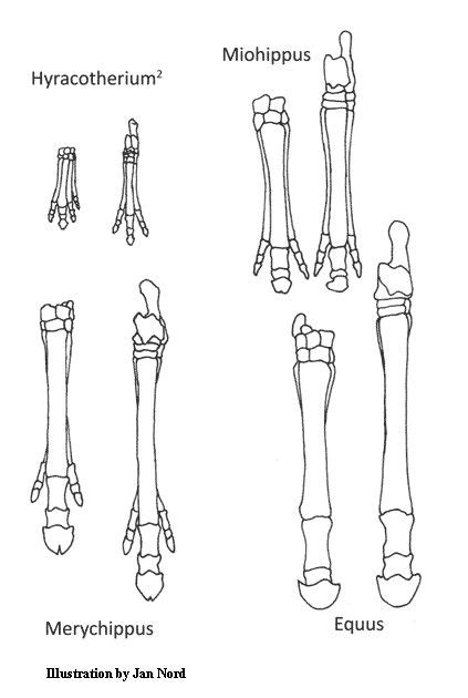 Evoluce koně kreacionismus cz