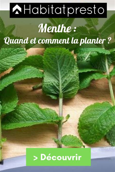 Menthe Quand Et Comment La Planter Dans Son Potager Artofit