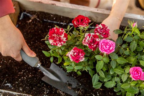 Preparing Garden Soil For Growing Roses