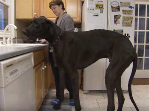 Vid O Le Plus Grand Chien Du Monde