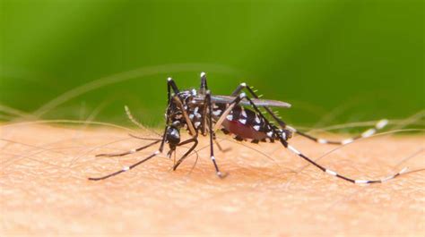 Por qué pican los mosquitos Conoce la verdad sobre el tema