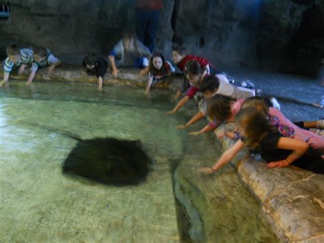 A Slice Of Smith Life Almost Wordless Wednesday Touching A Stingray