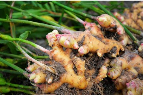Como Plantar Gengibre Em Canteiro E Ter Sucesso No Cultivo Nunca Foi