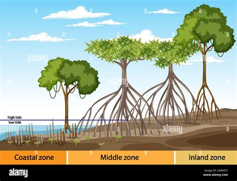 structure of mangrove forest with three zones diagram illustration stock vector image and art alamy