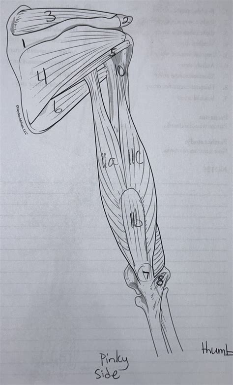 Posterior Arm Muscles Diagram Diagram Quizlet
