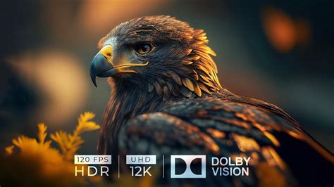 12K HDR 120 FPS Dolby Vision COLORFULLY BIRDS Calming Music YouTube