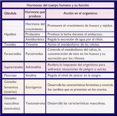 UNIDAD DIDÁCTICA EL SISTEMA ENDOCRINO GRADO OCTAVO CUADROS HORMONAS Y