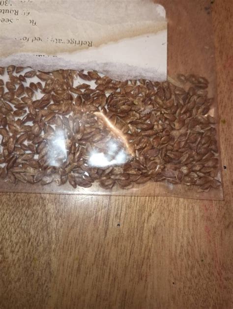 Mountain Hemlock Tree Seeds Tsuga Mertensiana TreeSeedMan TREE