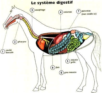 Épinglé sur chevaux