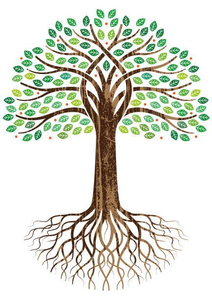Tree Roots Illustrations Clip Art Istock Tree With Roots
