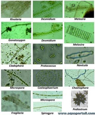Phytoplancton définition et explications
