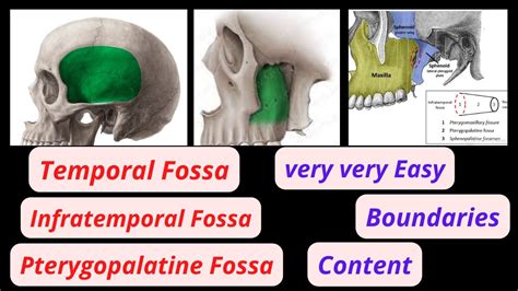 Temporal Infratemporal And Pterygopalatine Fossa Content Passing