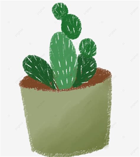 Planta Pelvis PNG Plantas En Macetas Planta Plantas Verdes PNG