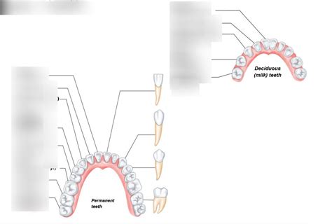 Teeth Part Diagram Quizlet