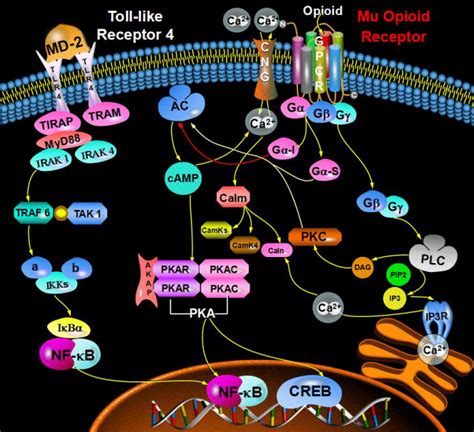 Signal Crosstalk Between TLR4 And Opioid Receptor Pathways