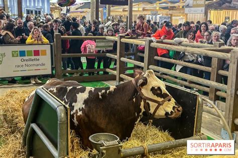 Salon De L Agriculture D Couvrez La Vache Lue Nouvelle G Rie