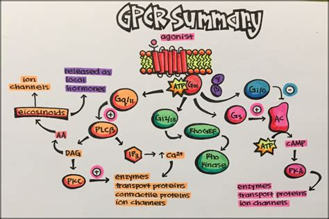 14 G Protein Coupled Receptors Principles Of Pharmacology Study Guide