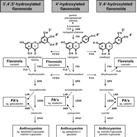 Schematic Representation Of The Flavonoid Biosynthetic Pathway Enzymes