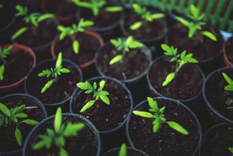 Como Plantar Em Vaso 6 Passos Para Plantas Lindas Petz