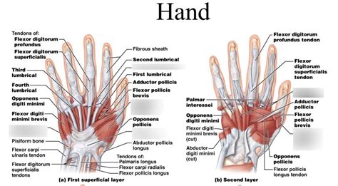 Muscles Of The Pectoral Girdle And Upper Limbs Anatomy And Off