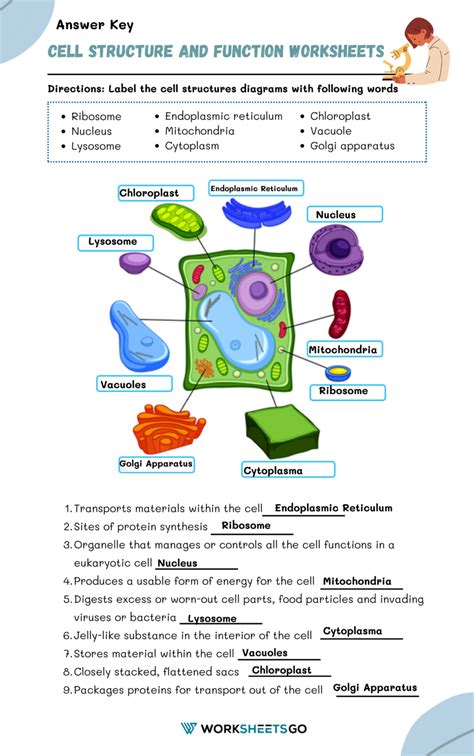 Cell Structure And Function Worksheets WorksheetsGO