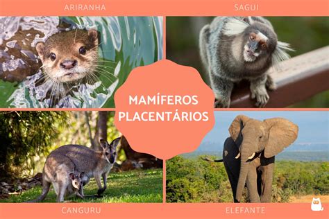 Mamíferos placentários Classificação características e exemplos