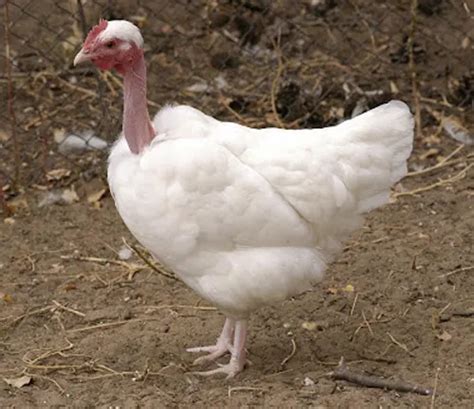 Naked Neck Chicken Forestry