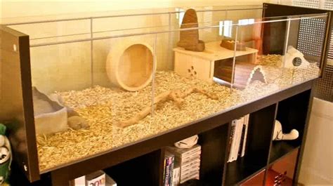 How To Set Up A Gerbil Cage Atelier Yuwa Ciao Jp