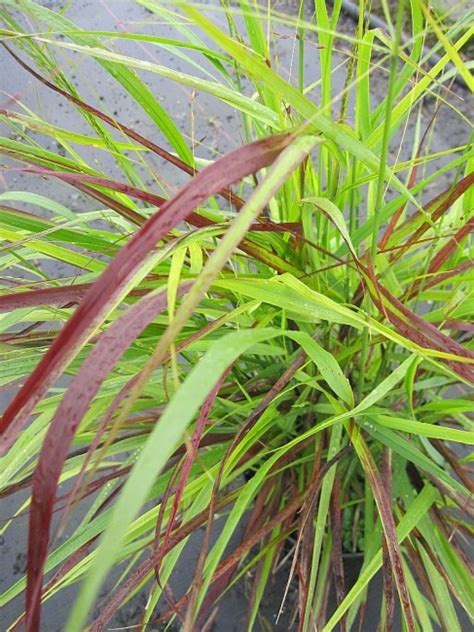 Panicum Virgatum Rehbraun Rutenhirse Rehbraun