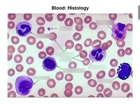White Blood Cells Diagram Quizlet