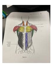 The Muscular System Coloring Packet Nov At Am Png
