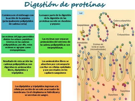 Digestión de proteínas carbohidratos y grasas y absorción 09 05 14