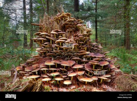 Lots Of Mushrooms Sulphur Tuft Growing On A Rotting Tree Trunk In A
