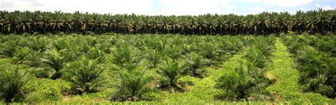 Palm Oil Tree Plantation